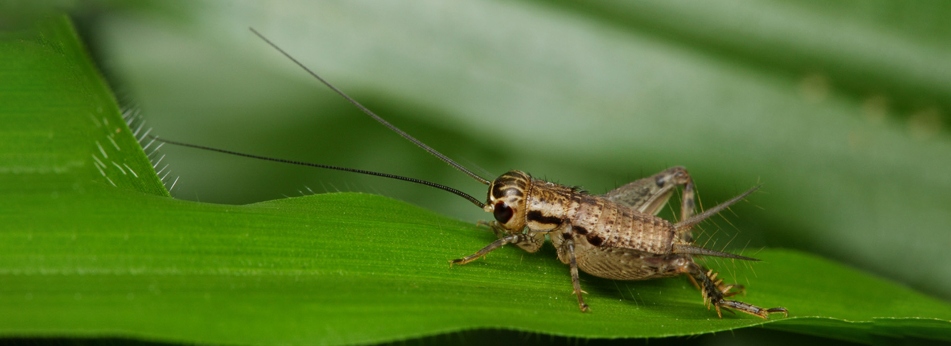 Cricket Control in Show Low, AZ | Cricket Exterminator in Show Low