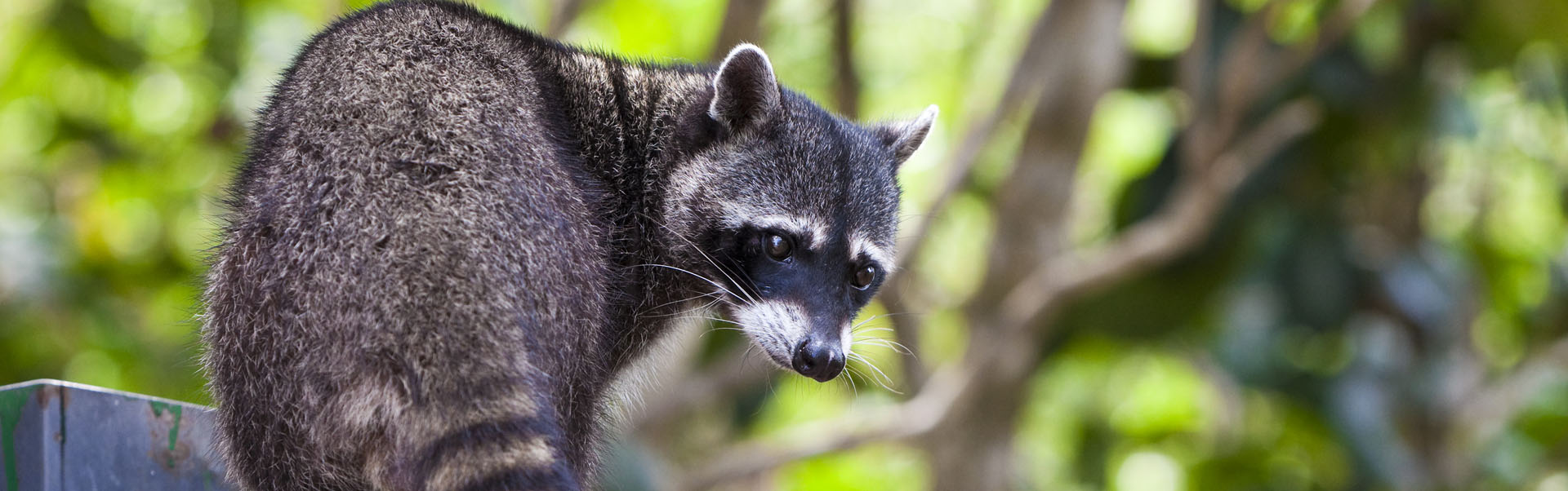 Raccoon Control in Show Low, AZ | Humane Raccoon Removal