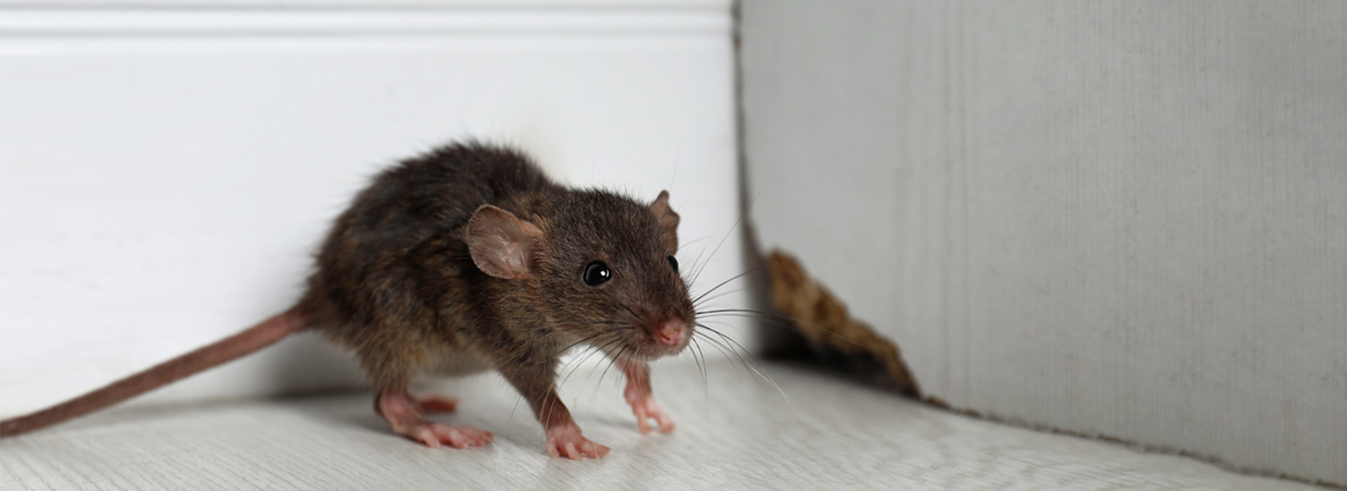 Rodent Control in Show Low, AZ | Local Rodent Exterminator