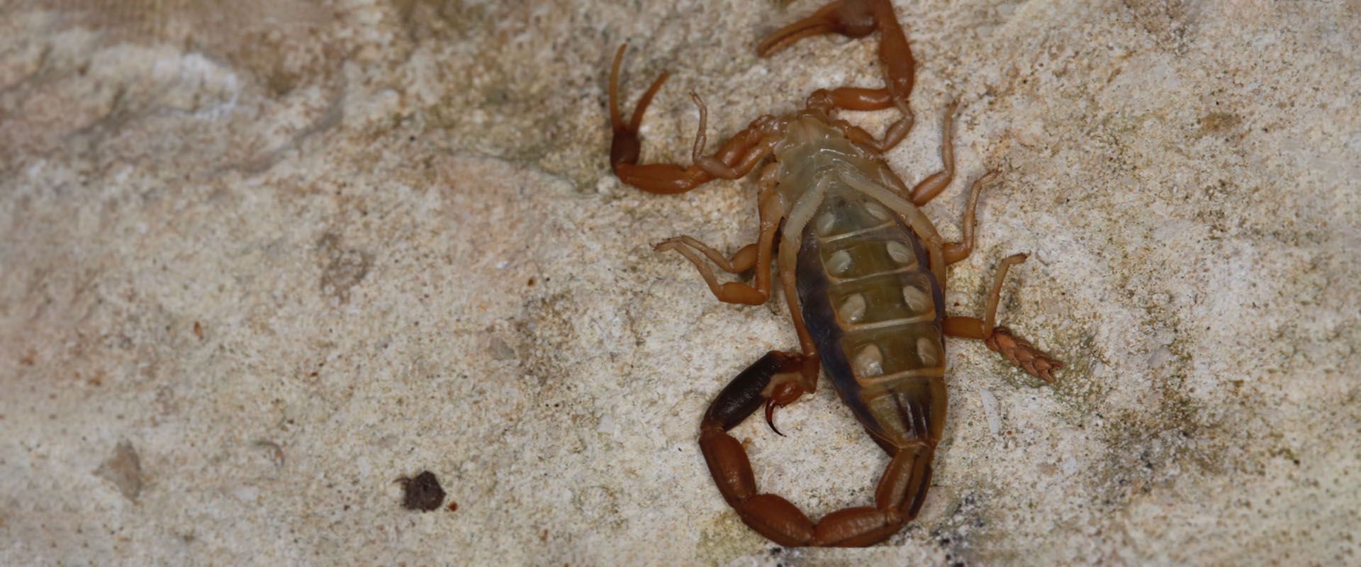 Scorpion Control in Show Low, AZ | Local Scorpion Exterminator