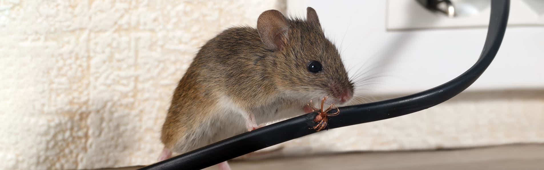 Rodent Control in Show Low, AZ | Local Rodent Exterminator
